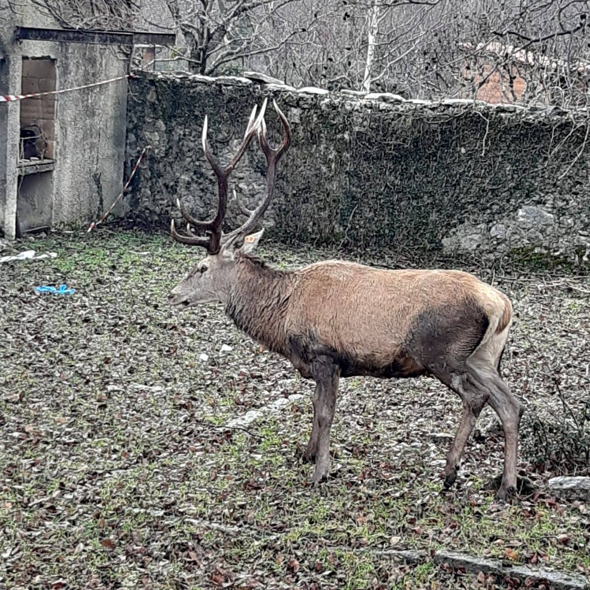 Cervo: ovunque è una risorsa, ma non in Abruzzo perché al Wwf non sta ...