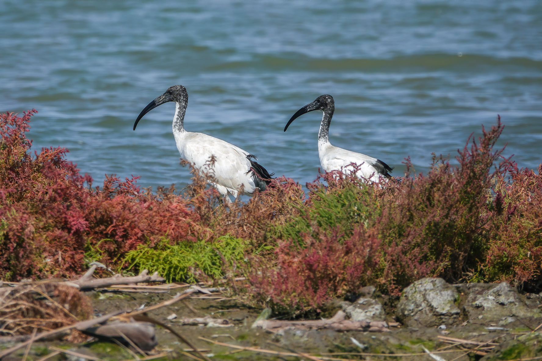Ibis sacro avvistato in Abruzzo, altrove si sta già eradicando la ...