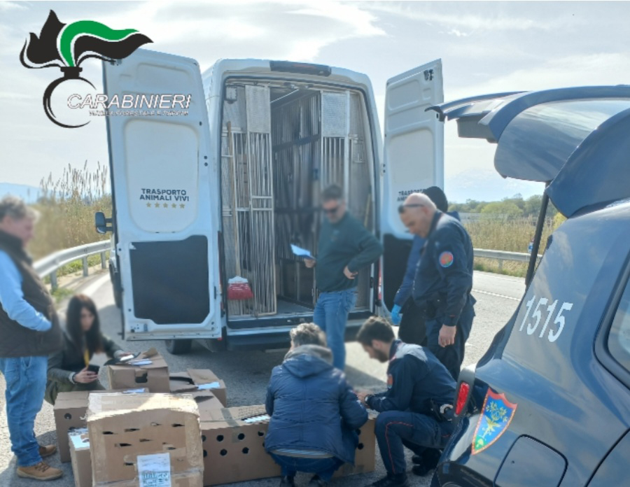 Trasporto animali vivi senza tracciabilità sanitaria, sanzioni per ...