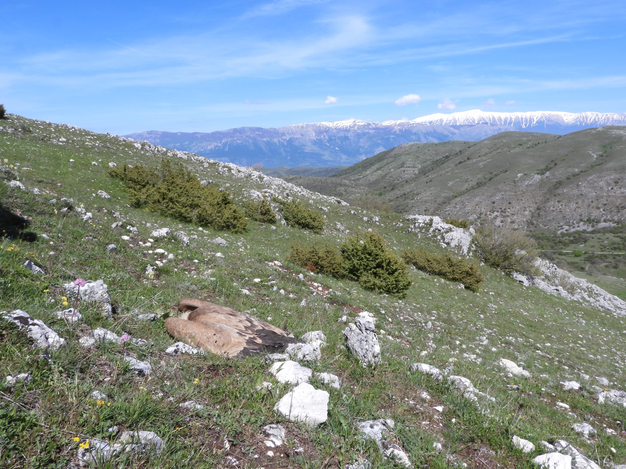 Lupi e grifoni morti in Abruzzo, si sospetta l'avvelenamento - L'Eco