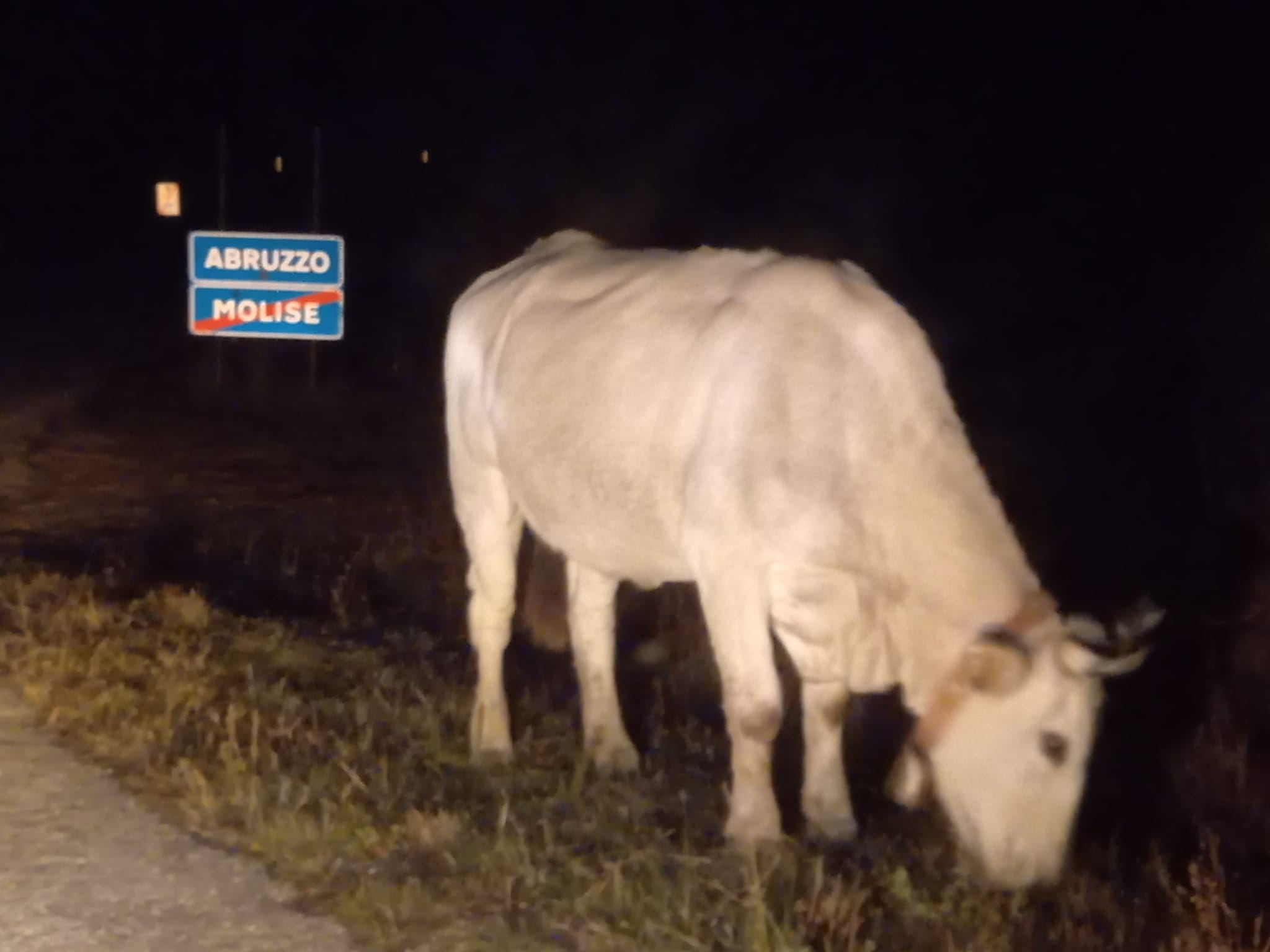 Tubercolosi bovina: la Asl ordina il divieto di utilizzo dei pascoli in ...
