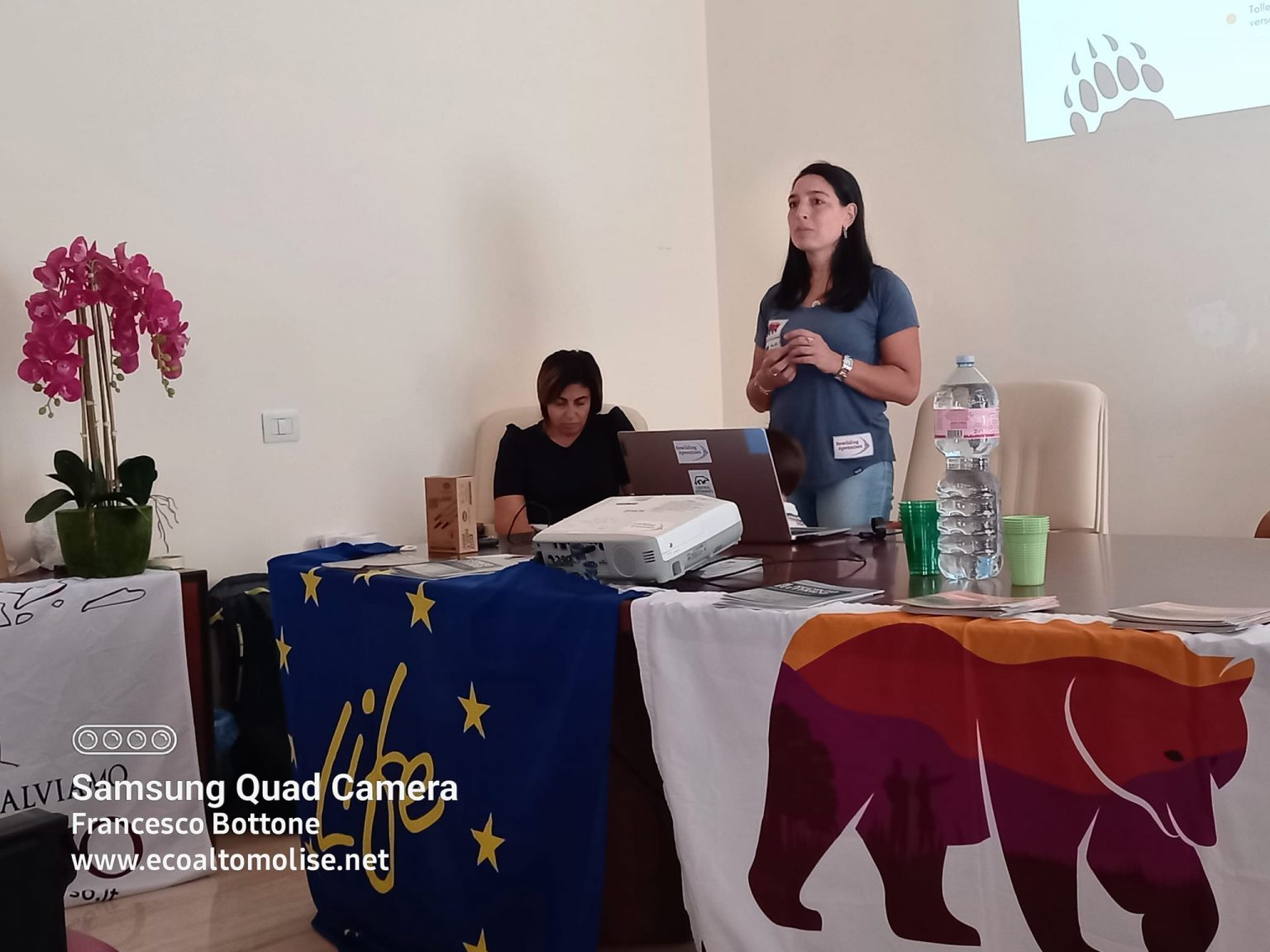 Orso nei boschi di Agnone, Rapino invita alla convivenza: «Smettiamo di ...