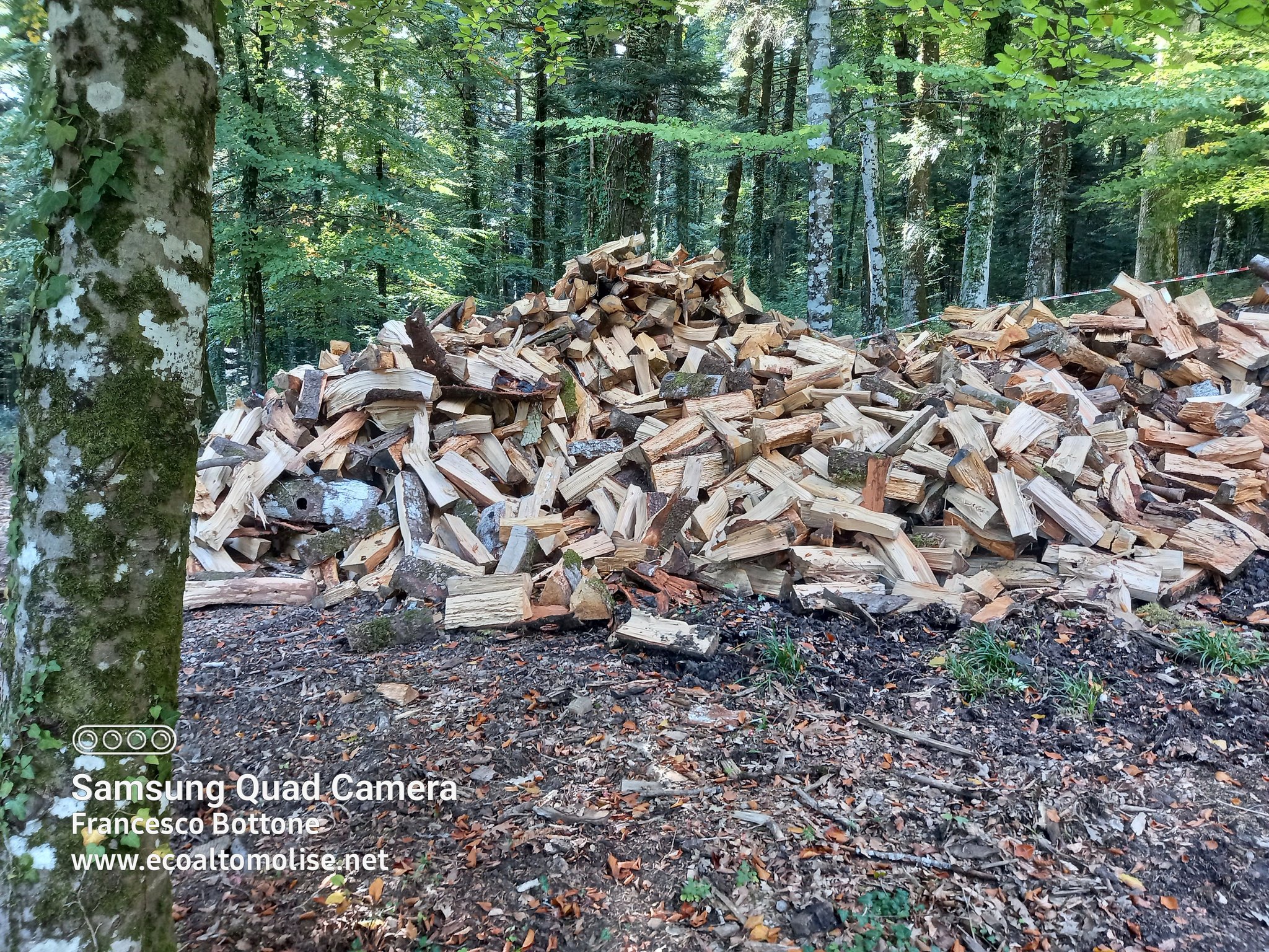 Uso civico del legnatico del bosco Selvapiana, il Comune mette a ...