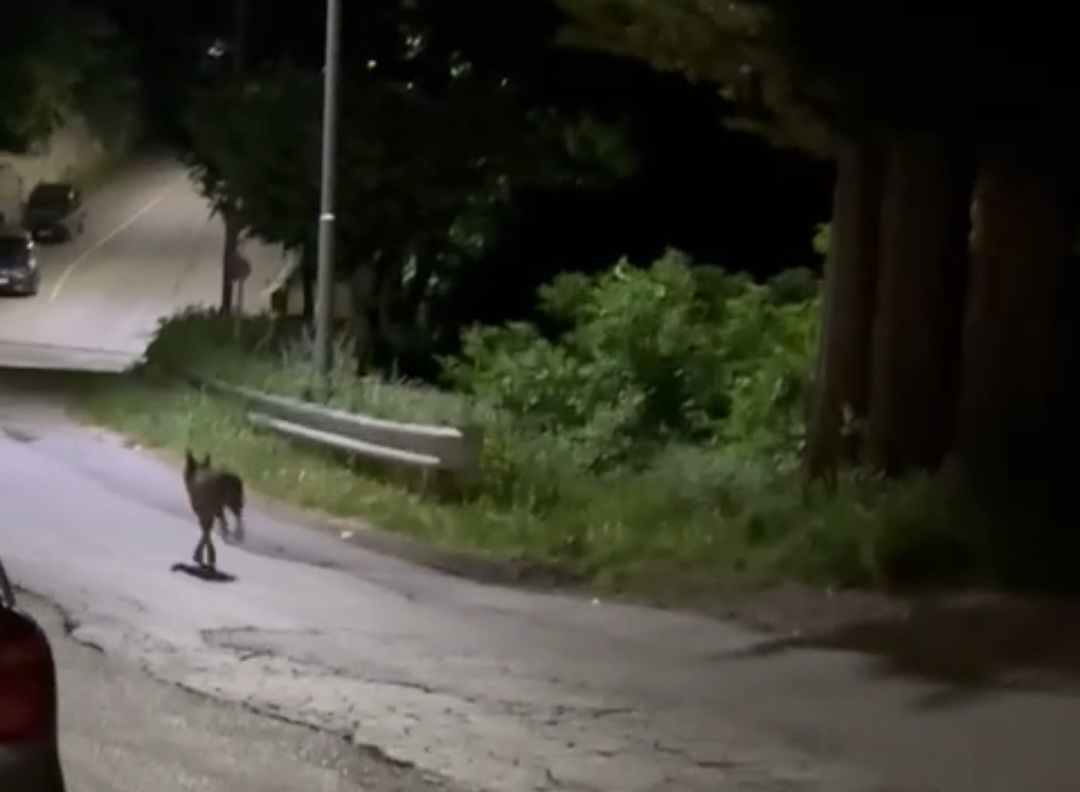 Morso da un lupo idrofobico, muore un uomo di Vastogirardi: storie del ...